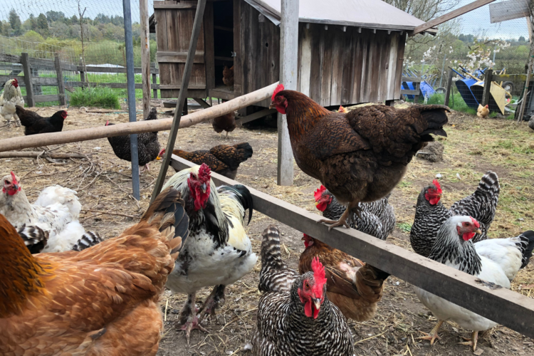 Home - The Farm Doctor