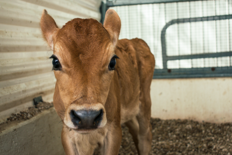 Home - The Farm Doctor