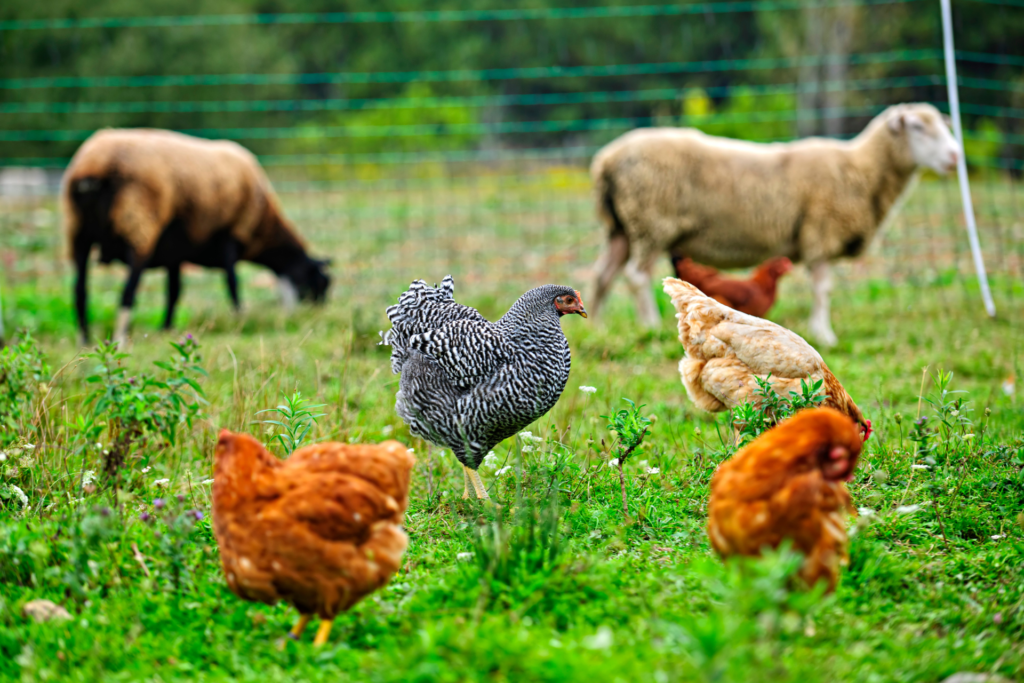 What is Avian Influenza? And Should You Worry About Bird Flu? - The ...
