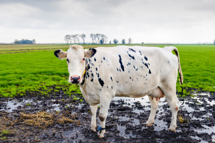 Home - The Farm Doctor